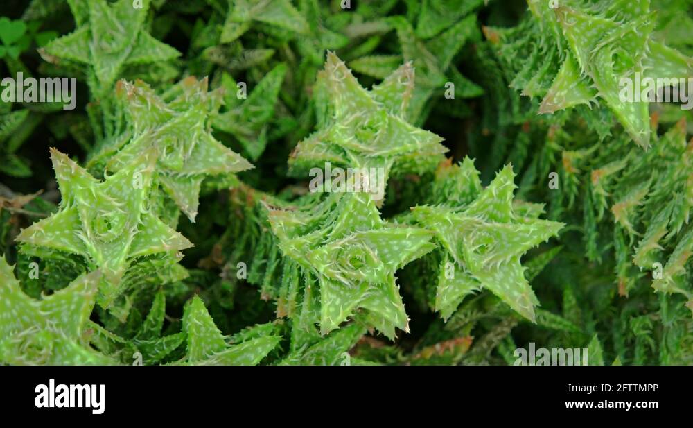 Star shaped leaves Stock Videos & Footage - HD and 4K Video Clips - Alamy