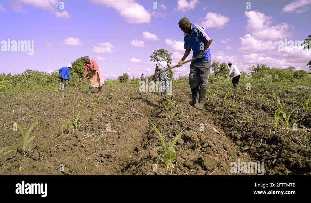 African farmers planting Stock Videos & Footage - HD and 4K Video Clips ...