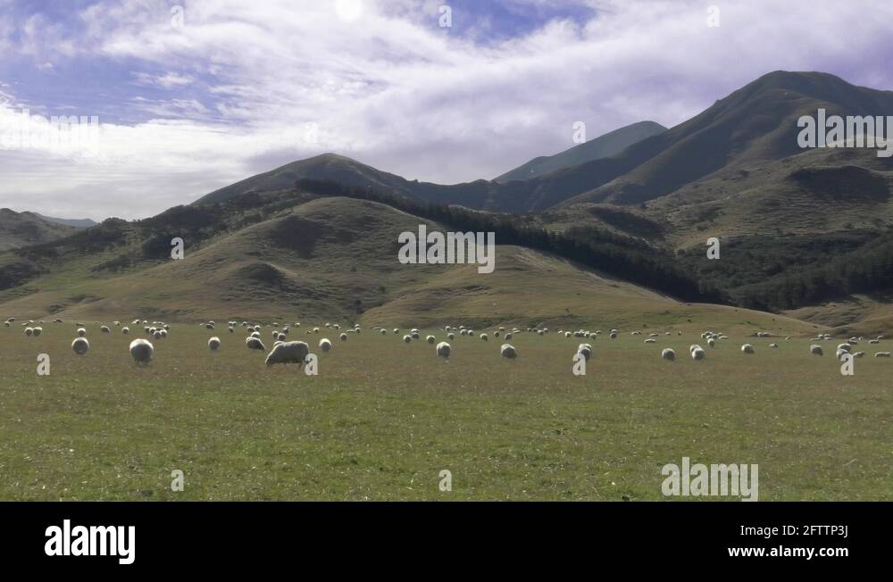 Sheep station Stock Videos & Footage - HD and 4K Video Clips - Alamy