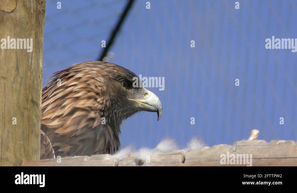 Eagle capture Stock Videos & Footage - HD and 4K Video Clips - Alamy