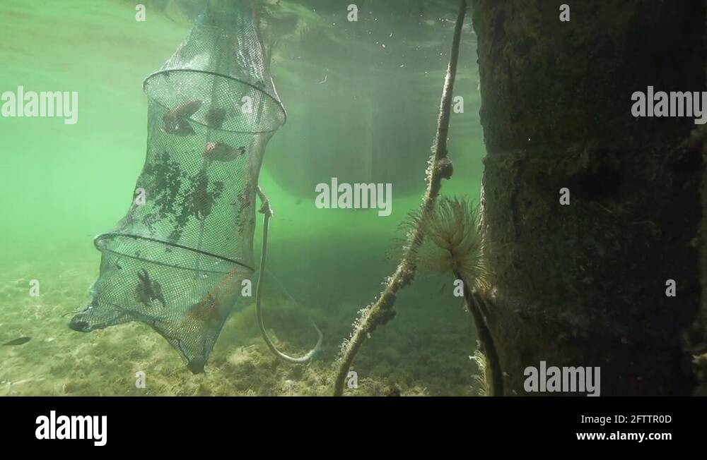 Sea net caught pollution Stock Videos & Footage - HD and 4K Video Clips ...