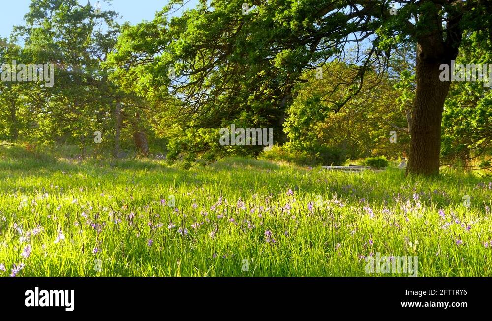 4k green park grass tree Stock Videos & Footage - HD and 4K Video Clips ...