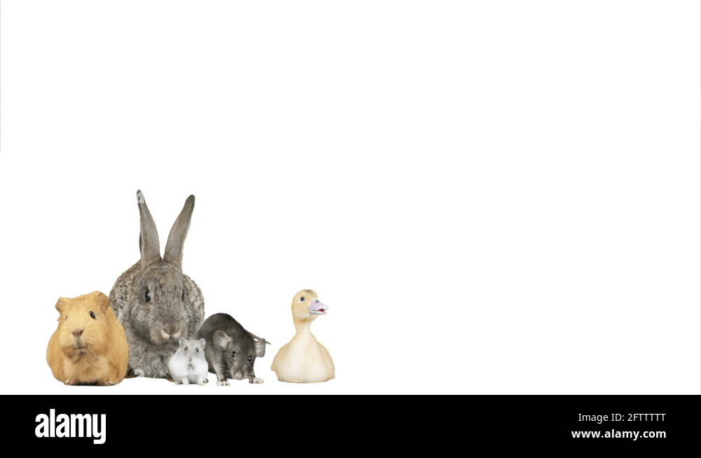 duck, rabbit, hamster, guinea pig and rat on a white background Stock ...