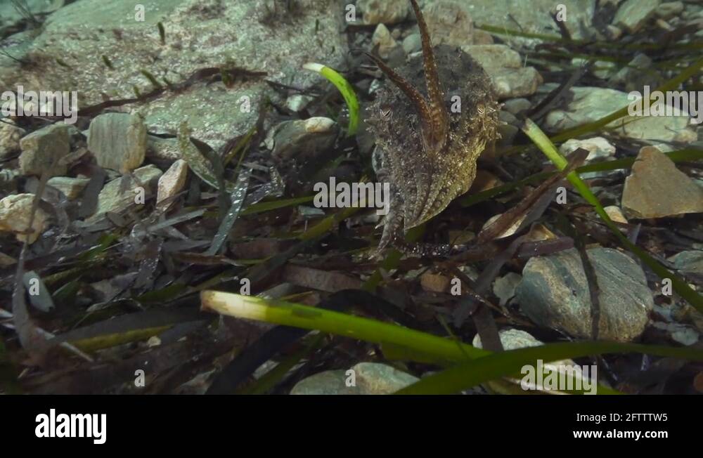 Mimicry Stock Videos & Footage - HD and 4K Video Clips - Alamy