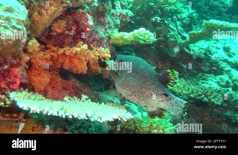 Unique spotted box puffer fish on clear clean seabed underwater of ...