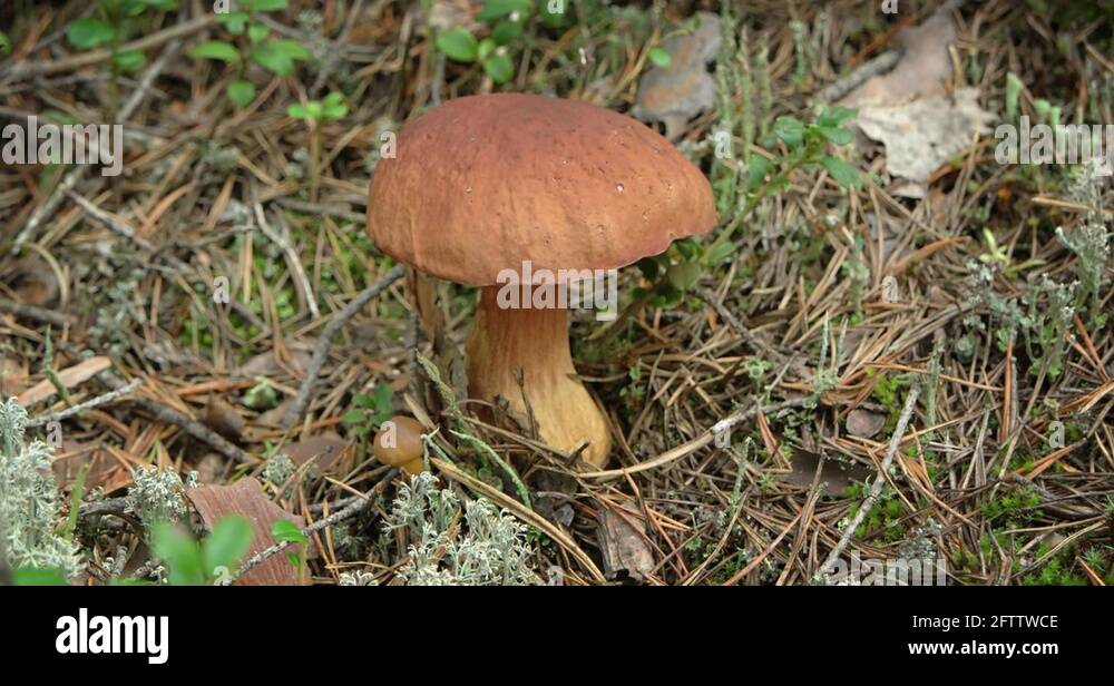 Forest matter Stock Videos & Footage - HD and 4K Video Clips - Alamy