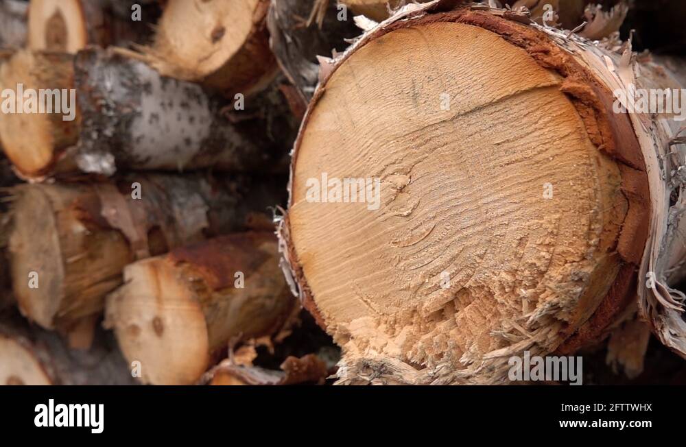 Wood texture of cut tree trunk Stock Videos & Footage - HD and 4K Video ...