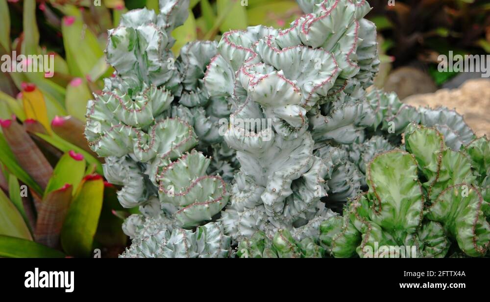 Unusual shapes in nature Stock Videos & Footage - HD and 4K Video Clips ...