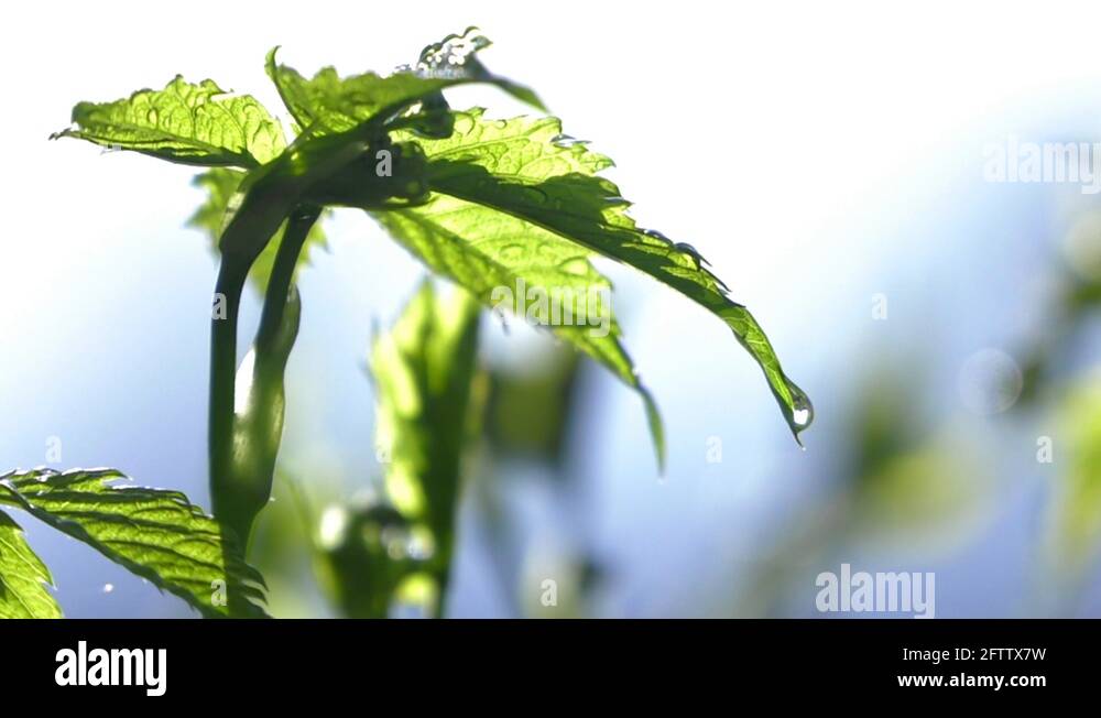 Droplet of water drips Stock Videos & Footage - HD and 4K Video Clips ...