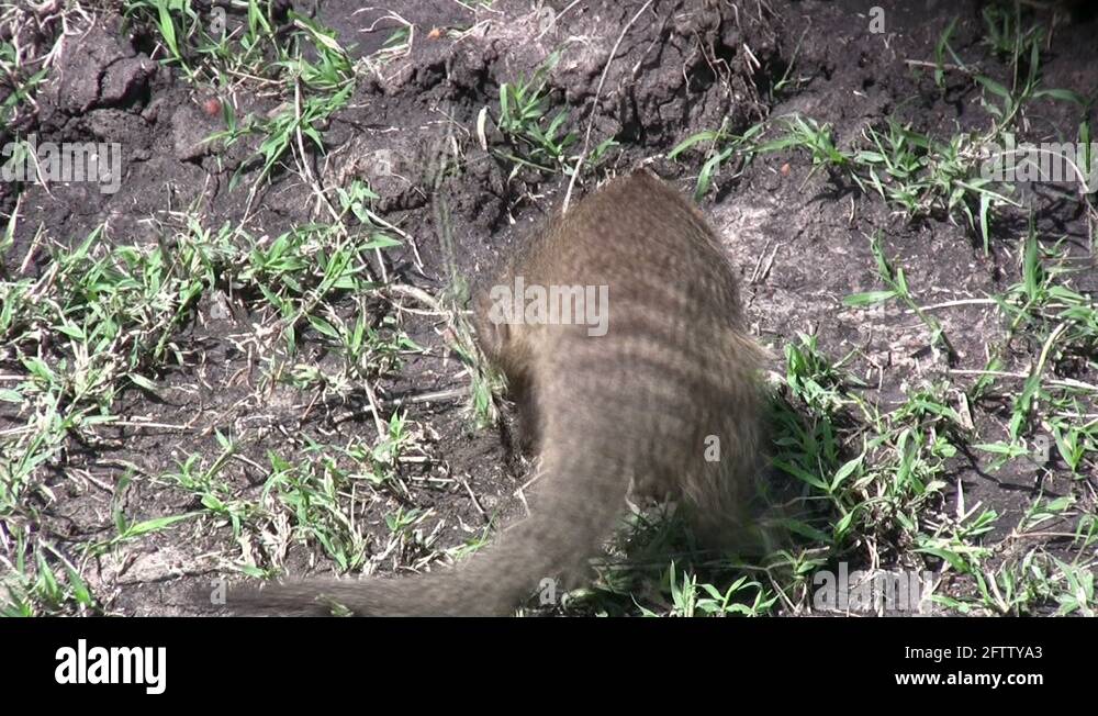 Mongoose mongoose Stock Videos & Footage - HD and 4K Video Clips - Alamy