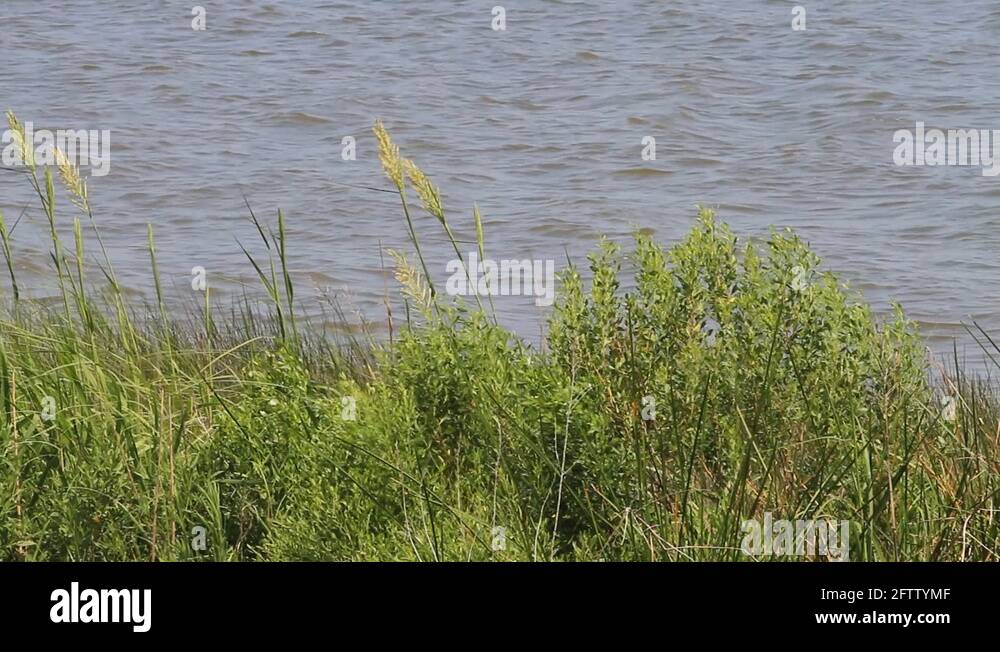 Deepwater horizon spill marsh Stock Videos & Footage - HD and 4K Video ...