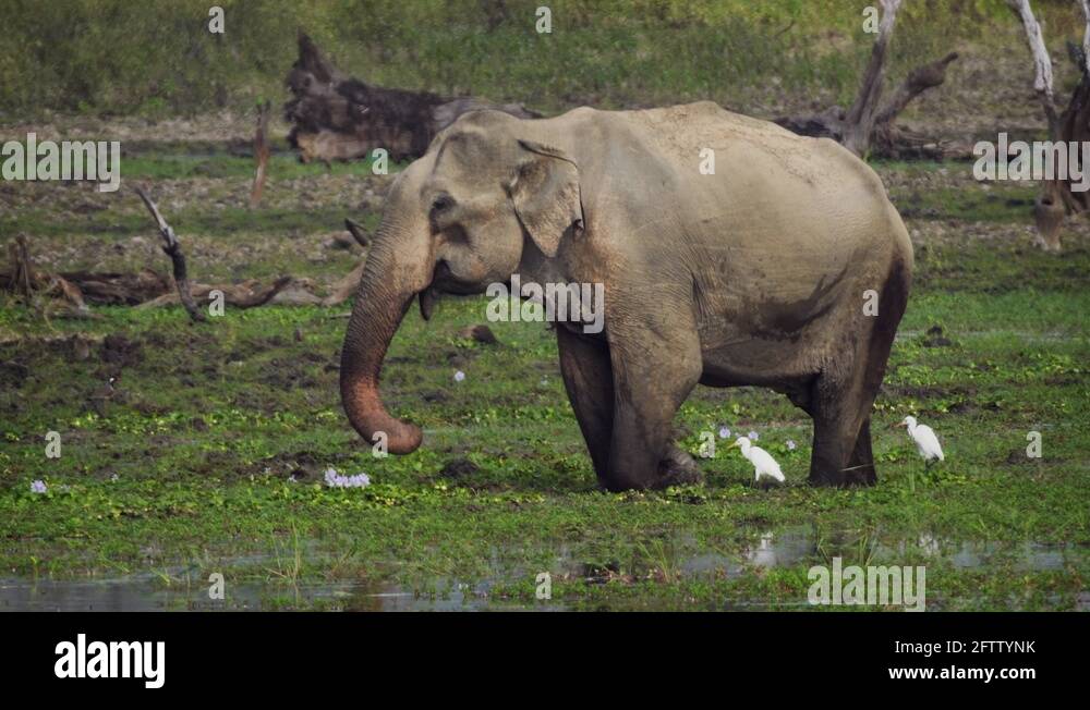 Elephant Wading in a Swamp in Sri Lankan Wildlife Sanctuary Stock Video ...