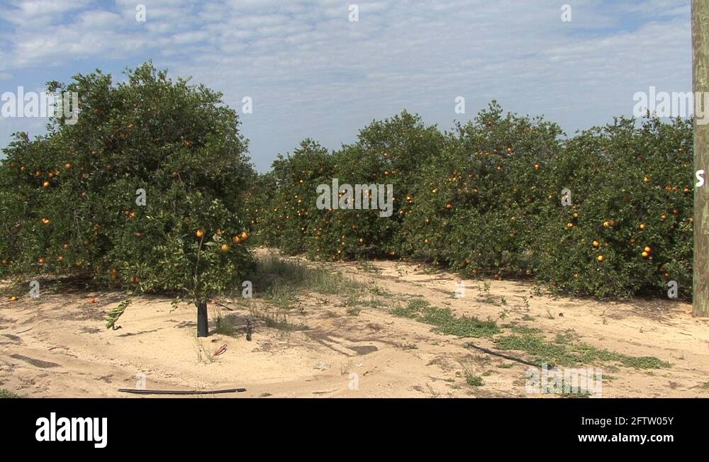 Sandy soil Stock Videos & Footage - HD and 4K Video Clips - Alamy