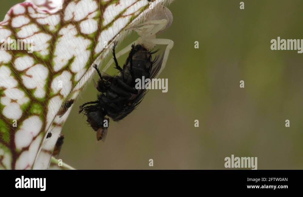 Spider with captured fly Stock Videos & Footage - HD and 4K Video Clips ...