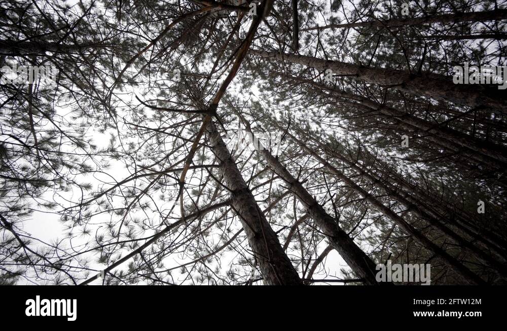 Snow forest canada Stock Videos & Footage - HD and 4K Video Clips - Alamy
