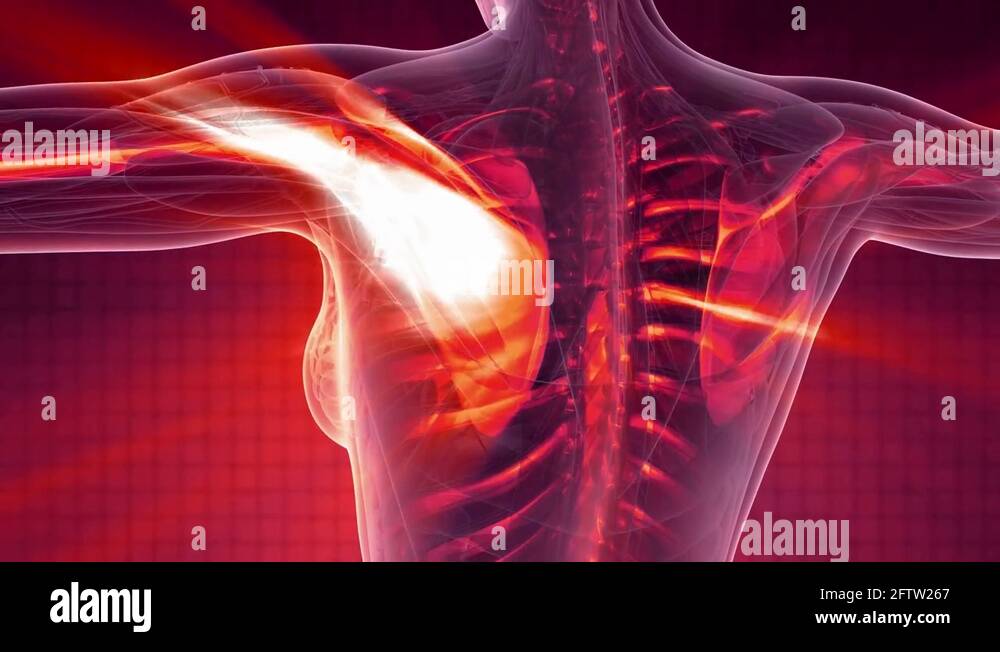science anatomy of human body in x-ray with glow skeleton bones Stock ...