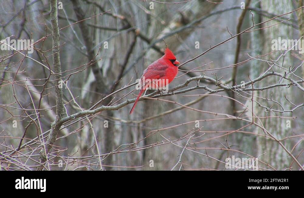 Bright red cardinal Stock Videos & Footage - HD and 4K Video Clips - Alamy