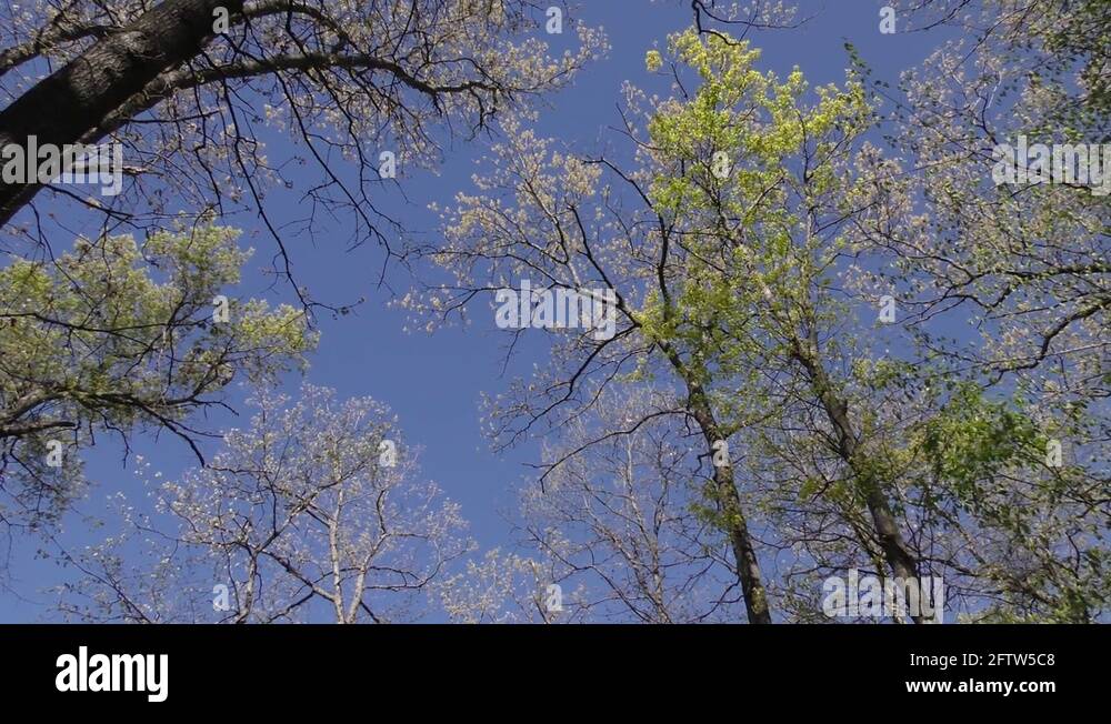 Eastern deciduous forest Stock Videos & Footage - HD and 4K Video Clips ...