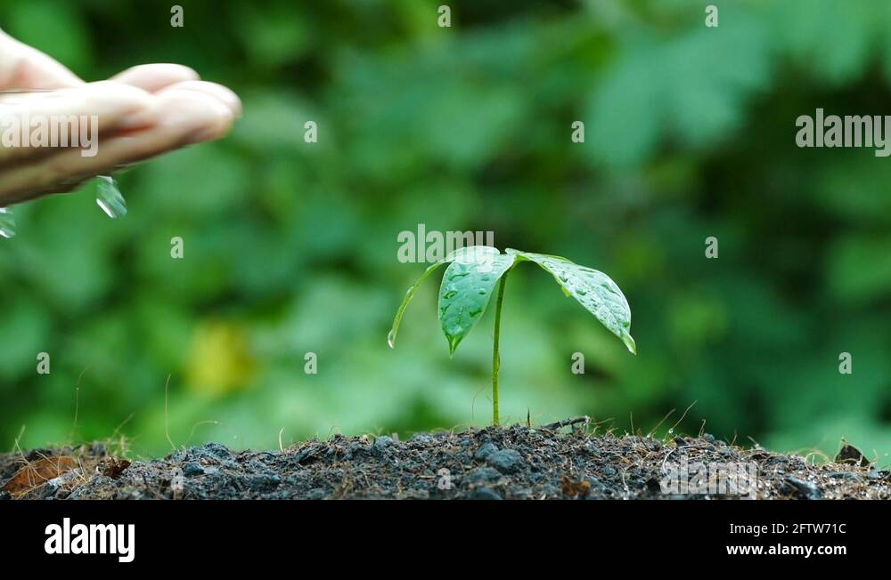 Seedling seed young plant Stock Videos & Footage - HD and 4K Video ...