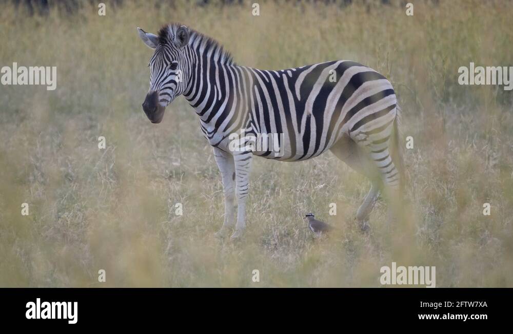 Zebra bird Stock Videos & Footage - HD and 4K Video Clips - Alamy