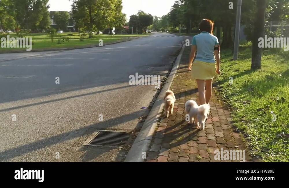 People walking with and without dogs Stock Videos & Footage - HD and 4K ...