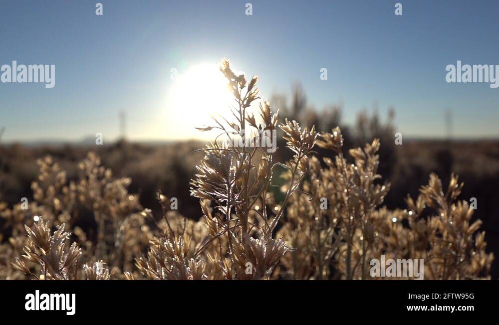 Frozen sun Stock Videos & Footage - HD and 4K Video Clips - Alamy