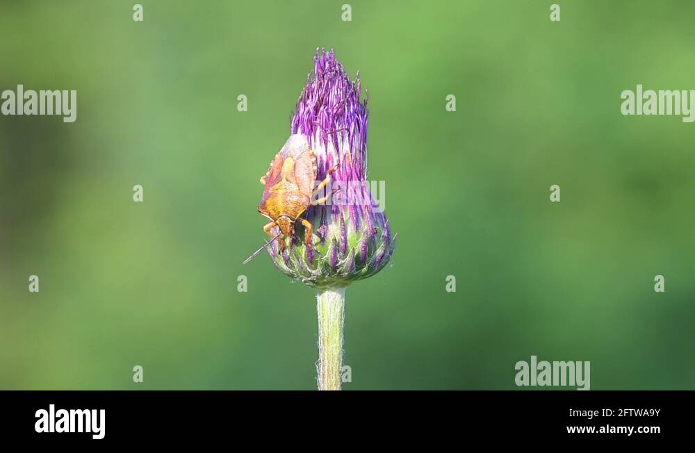 Cirsium rivulare atropurpureum Stock Videos & Footage - HD and 4K Video ...