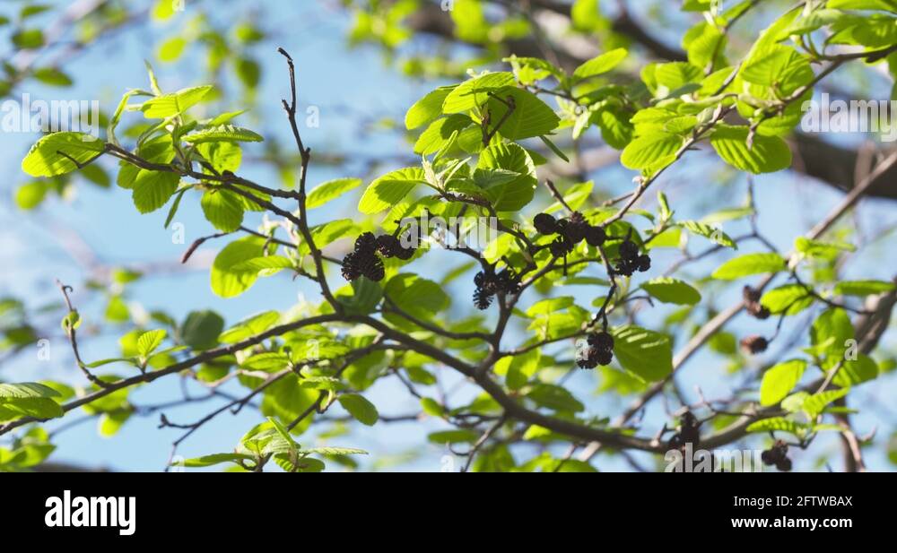Common alder tree Stock Videos & Footage - HD and 4K Video Clips - Alamy