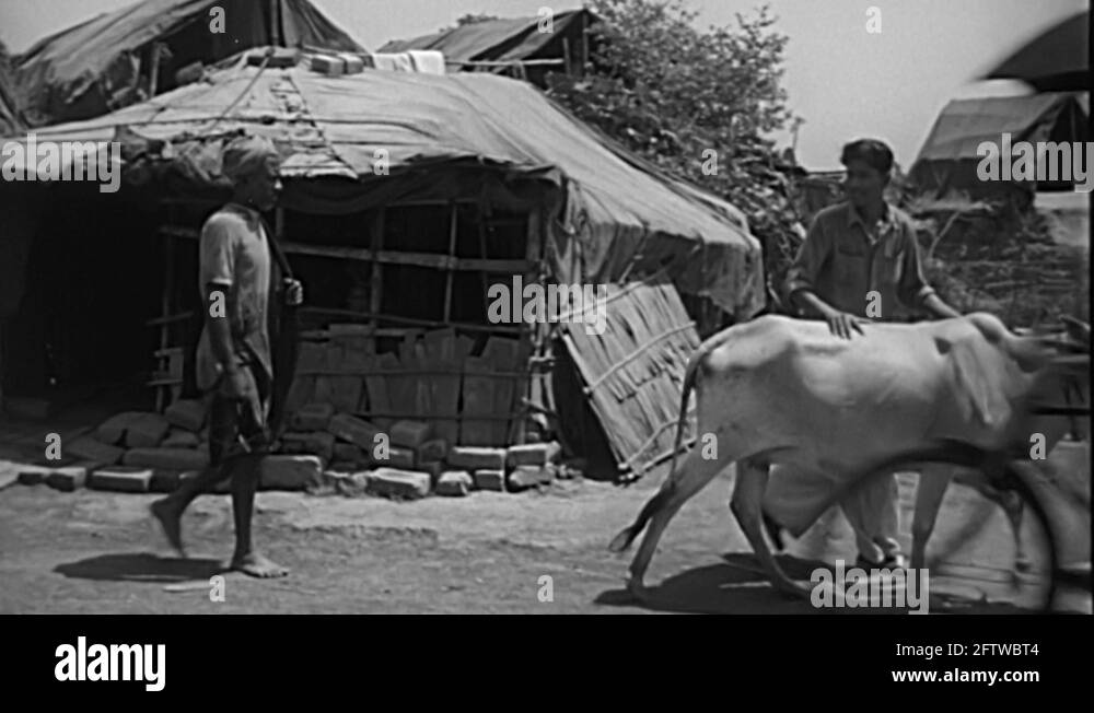 Men Sacred Cow People in Rural Indian Village Traditional Vintage Film ...