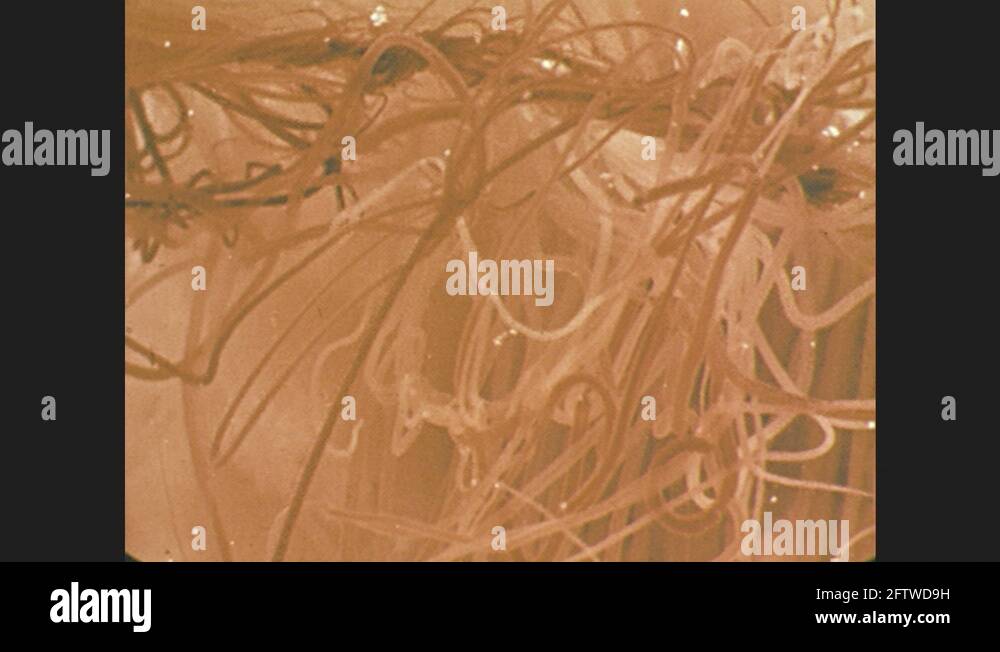 1960s: tendrils float in water. sea creature wiggles inside spiral ...