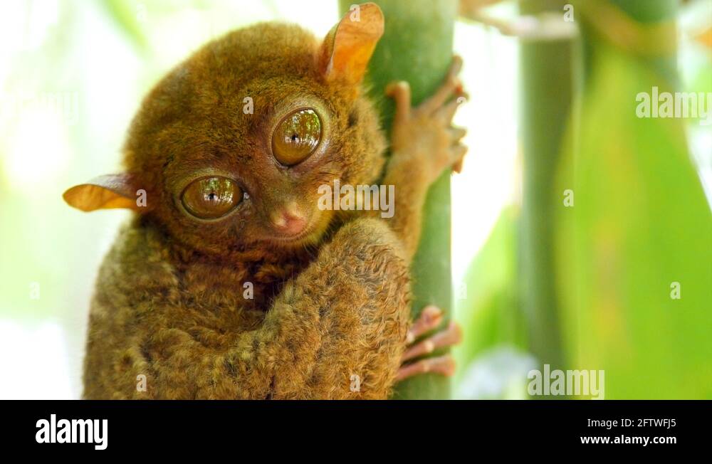 Tarsier monkey in bohol philippines Stock Videos & Footage - HD and 4K ...