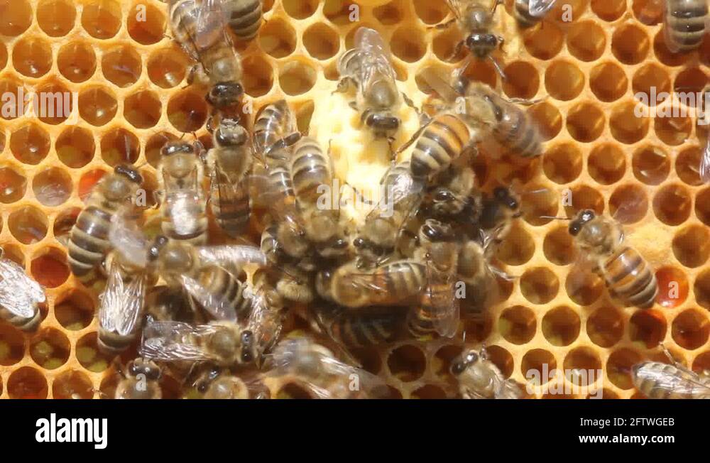 Insects species Stock Videos & Footage - HD and 4K Video Clips - Alamy