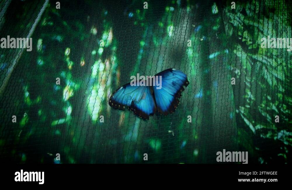 Morpho farm Stock Videos & Footage - HD and 4K Video Clips - Alamy