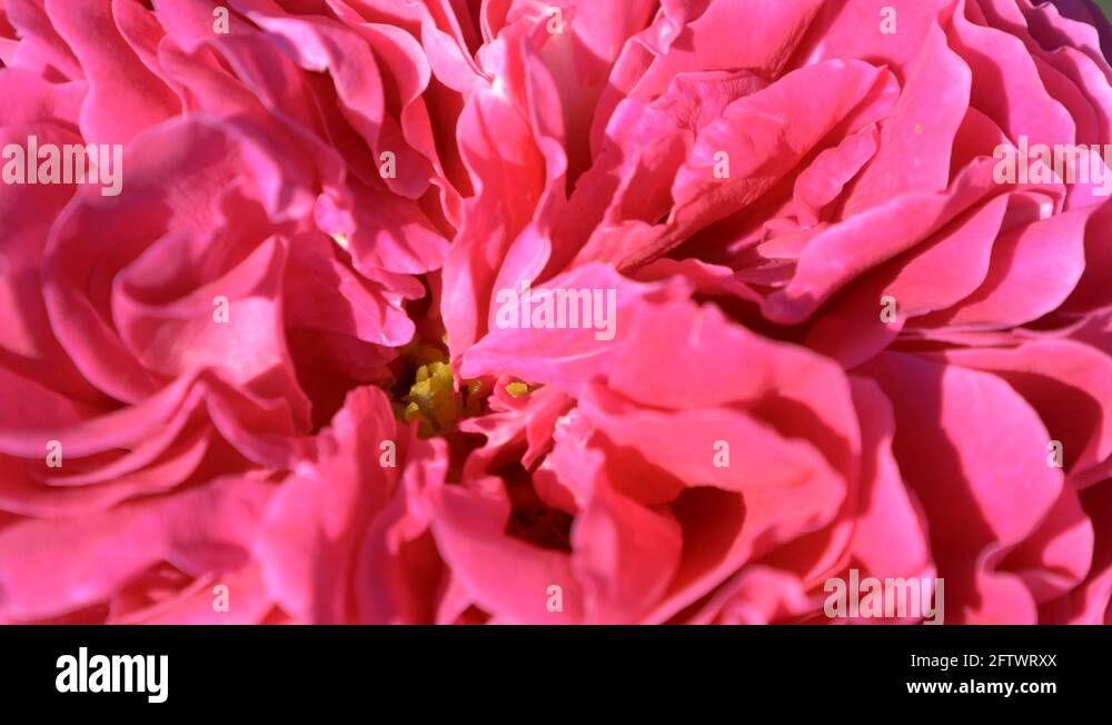 Dried rose stamen Stock Videos & Footage - HD and 4K Video Clips - Alamy