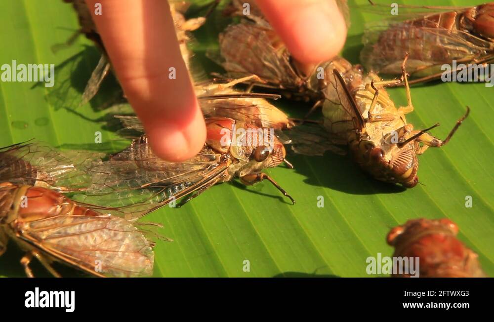 Cicadas food Stock Videos & Footage - HD and 4K Video Clips - Alamy