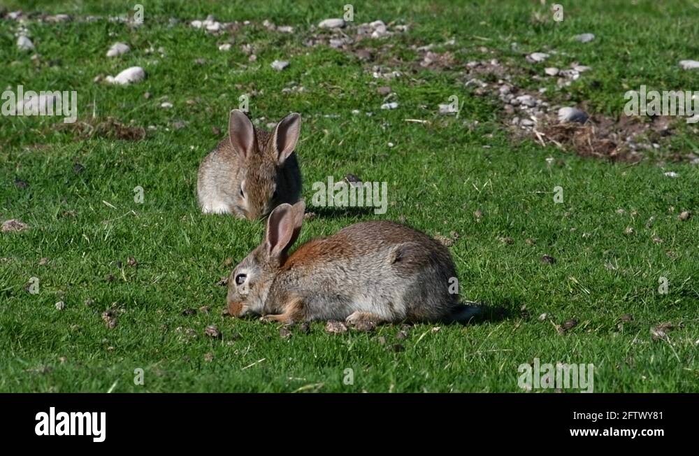 Fleeing to britain Stock Videos & Footage - HD and 4K Video Clips - Alamy