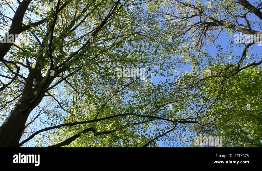 Beech trees with green leaves Stock Videos & Footage - HD and 4K Video ...