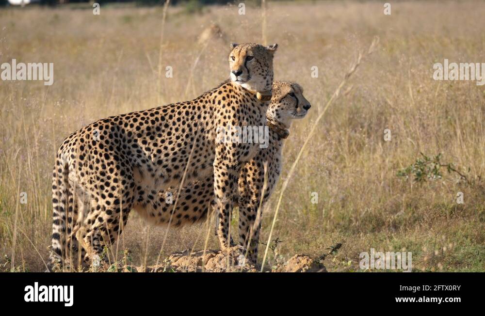 Cheetahs look Stock Videos & Footage - HD and 4K Video Clips - Alamy