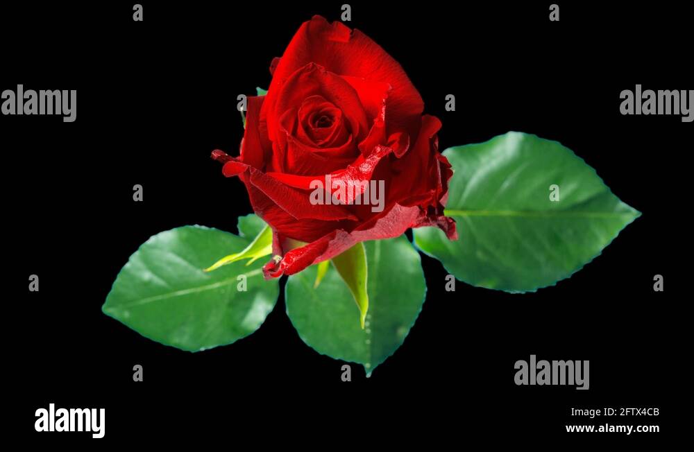 Rose blooms Stock Videos & Footage - HD and 4K Video Clips - Alamy