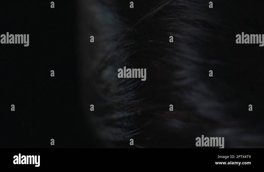 Moving hair Stock Videos & Footage - HD and 4K Video Clips - Alamy