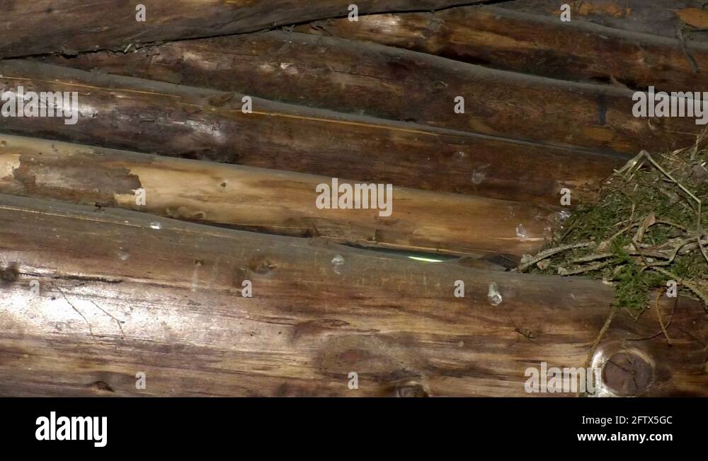 Bird hut Stock Videos & Footage - HD and 4K Video Clips - Alamy