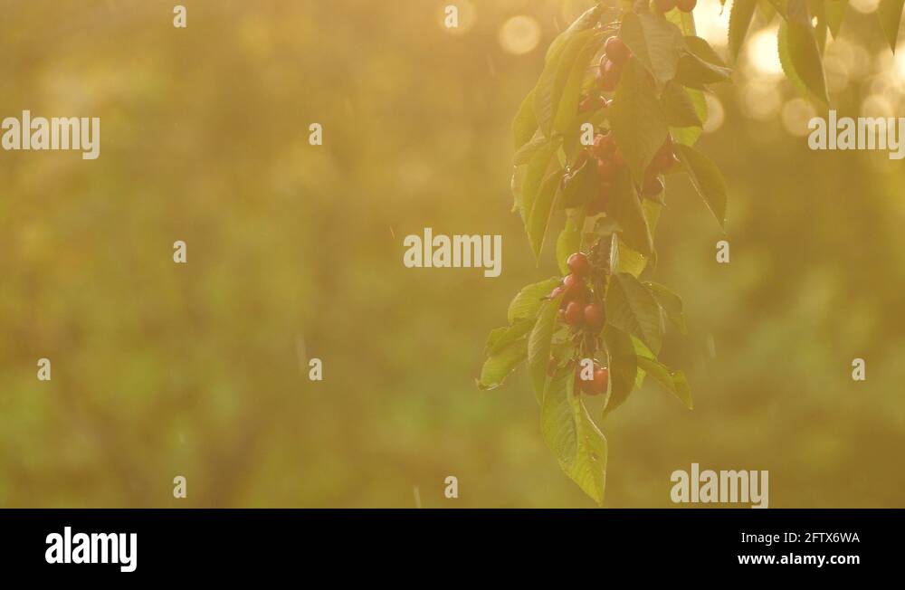 Rain tree branch sapling Stock Videos & Footage - HD and 4K Video Clips ...