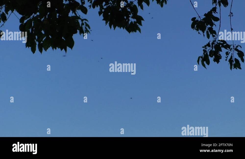 Blue Sky Tree Leaves Stock Videos And Footage Hd And 4k Video Clips Alamy