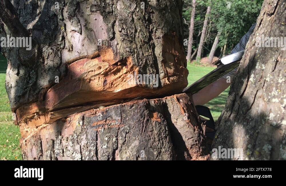 Tree base backyard Stock Videos & Footage - HD and 4K Video Clips - Alamy