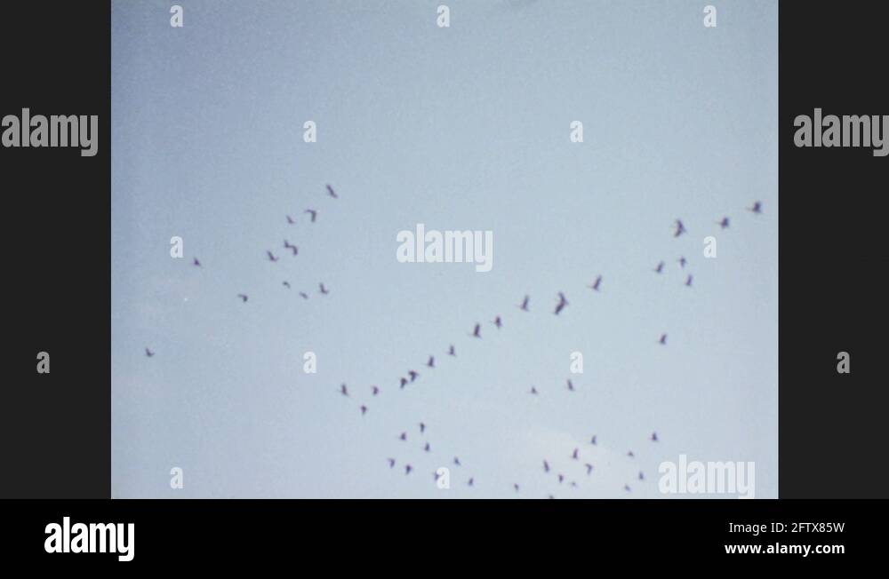 Men with geese Stock Videos & Footage - HD and 4K Video Clips - Alamy