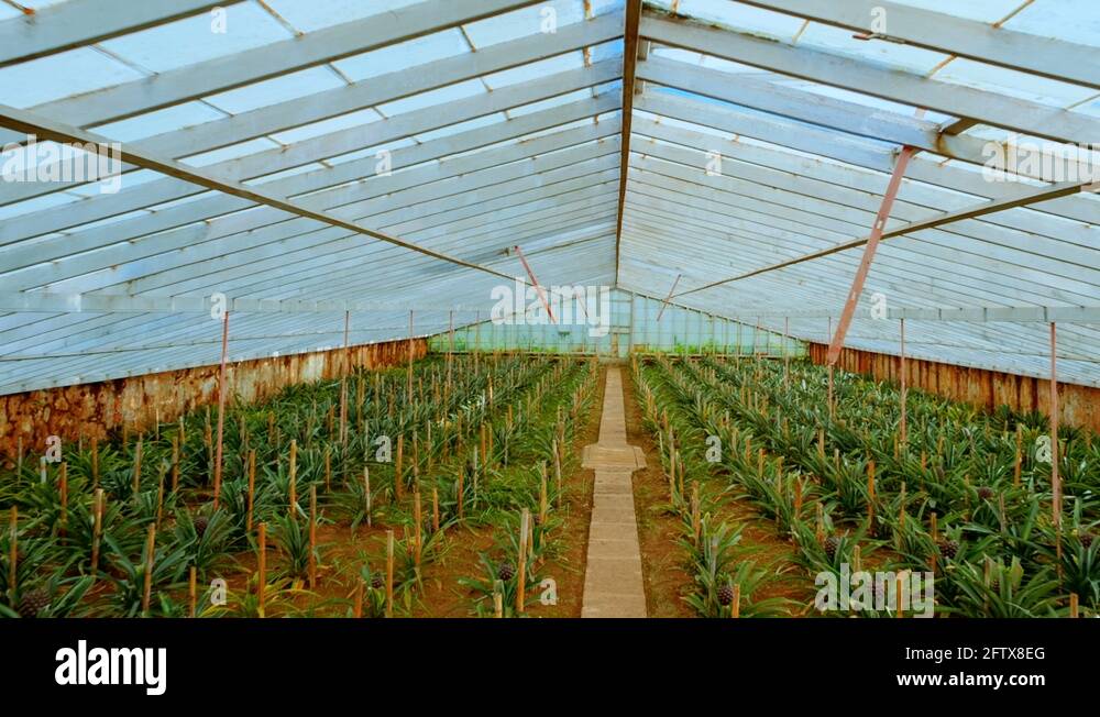 Azores pineapple plantation Stock Videos & Footage - HD and 4K Video ...