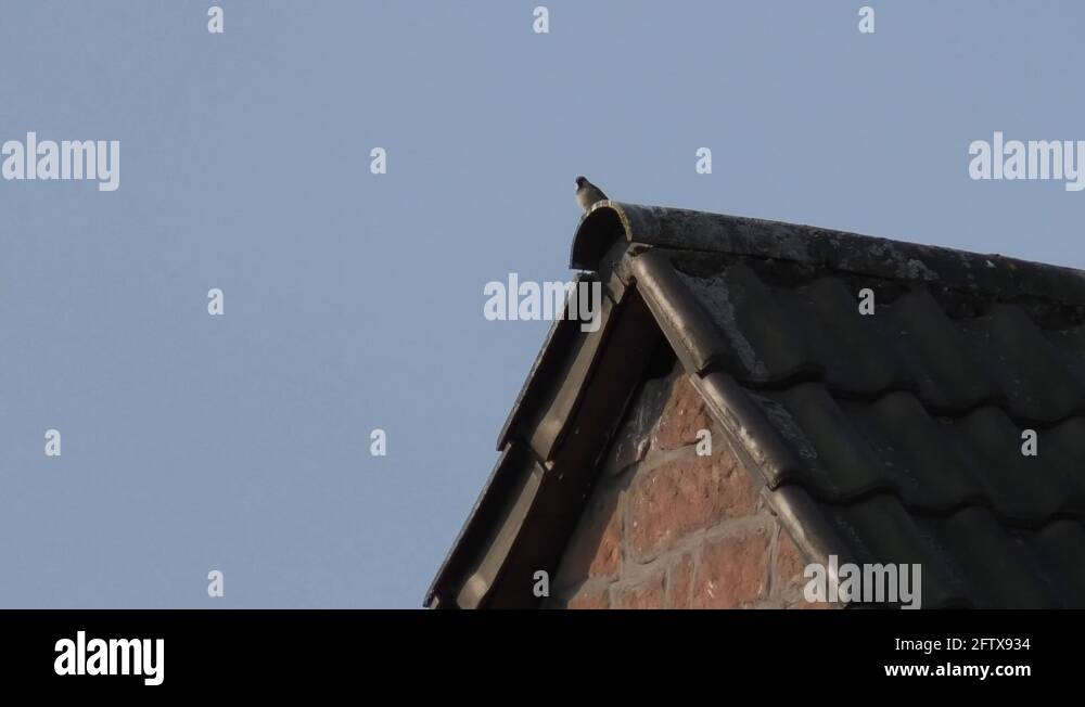 Common swift apus apus sitting Stock Videos & Footage - HD and 4K Video ...