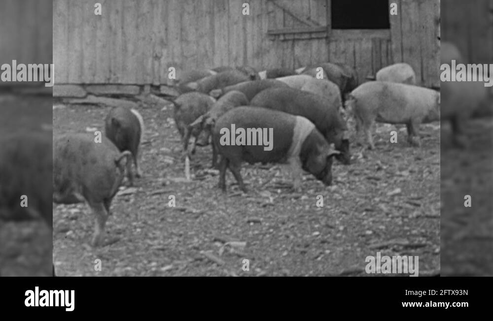 1940s barnyard Stock Videos & Footage - HD and 4K Video Clips - Alamy