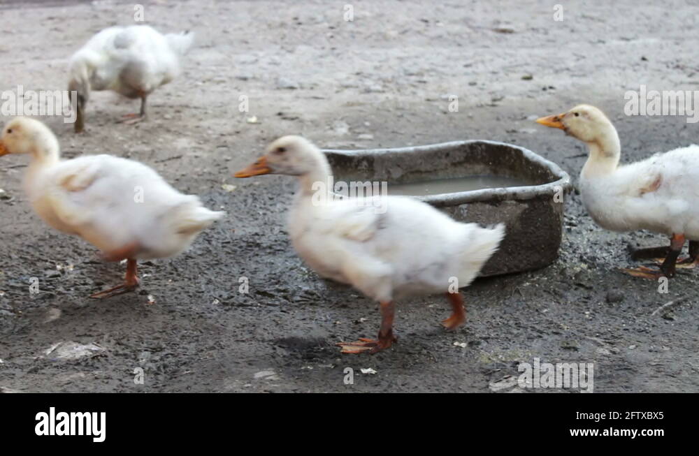 Poultry gavage Stock Videos & Footage - HD and 4K Video Clips - Alamy