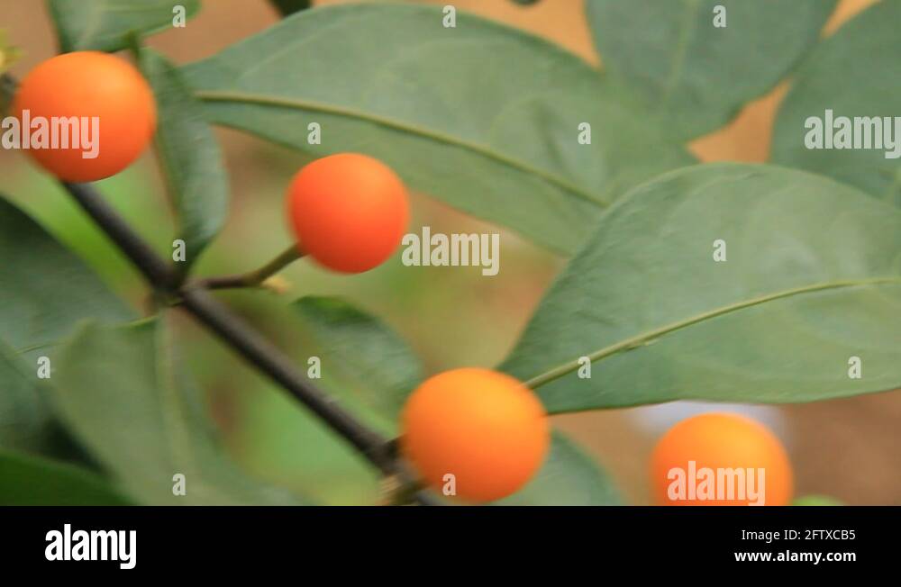 The fruit of the tree Stock Videos & Footage - HD and 4K Video Clips ...